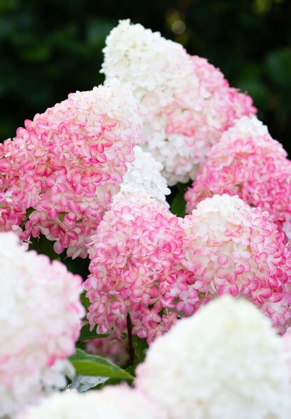 Leenders Plants Bv Hydrangea Pan Pink And Rose Pbr