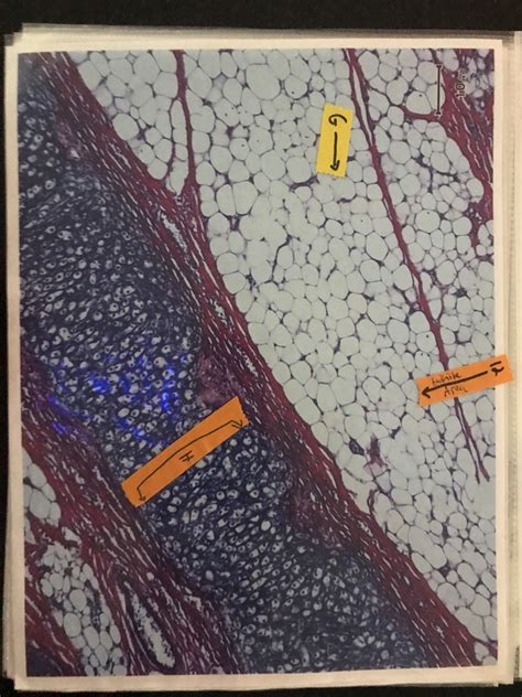 Histology Slides Diagram Quizlet
