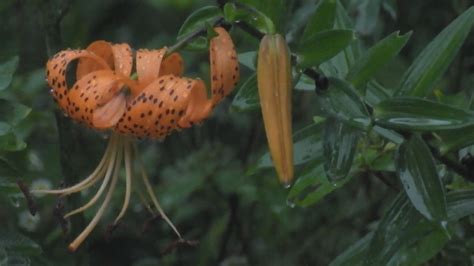 Asmr 해질녘 참나리에 내리는 거센 빗소리로 깊이 잠들어 보세요ㅣ잠들기 좋은 빗소리 천둥소리ㅣ3시간15분후 검은화면ㅣ깊은잠 수면 휴식 힐링healingㅣ비 오는