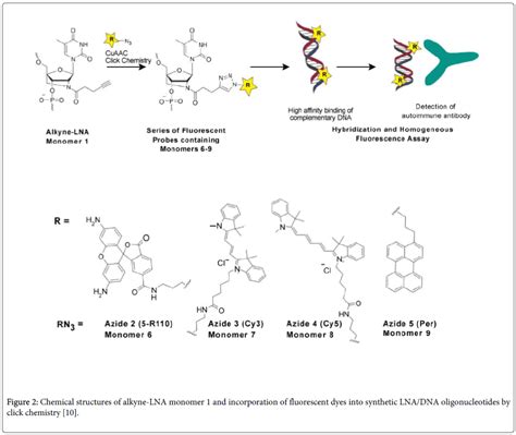 Synthetic Oligonucleotide Probes For Detection Of Autoimmune Anti