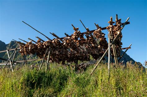 A Wooden Structure For Hanging Dried Cod On The Coast Of Lofoten