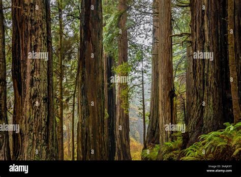 Coast Redwood Forest Along Howland Hill Road In Jedediah Smith Redwoods