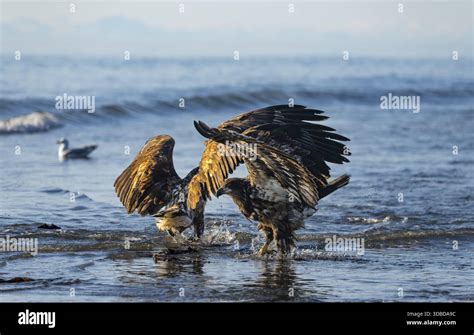 Two Bald Eagles Haliaeetus Leucocephalus Fighting On The Beach In The Ocean Anchor Point
