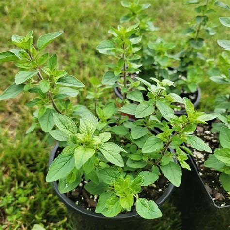 16 Garden Herbs That Double As Natural Perfume And Actually Work