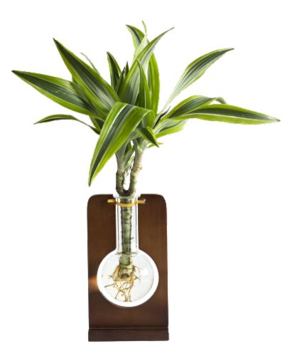 Organic Dracaena In Flask Pot 1 Ct Ralphs