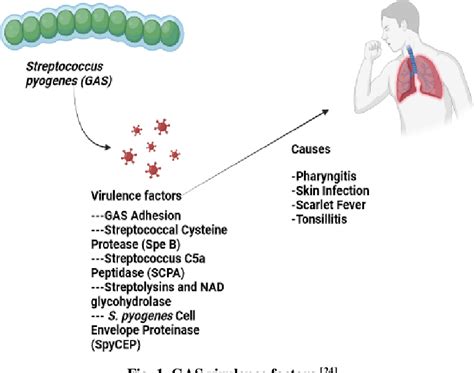 Figure 1 From Streptococcus Pyogenes Virulence Factors And Prevention Measures Semantic Scholar