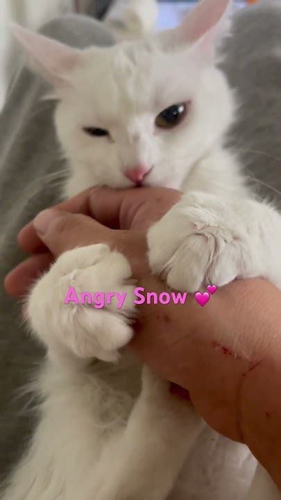 혼자 난리난 스노우 ㅋㅋㅋㅋㅋㅋㅋㅋㅋㅋㅋㅋ California Cat 고양이 Youtube