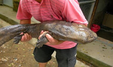 人工养殖版“水中人参”！“娃娃鱼”大鲵入驻“圳品” “圳品”故事