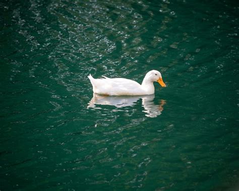 The Infp Function Stack A Complete Guide Psychreel