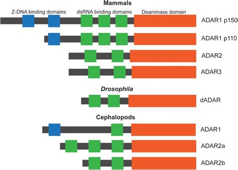 The Evolution And Adaptation Of A To I Rna Editing Pmc