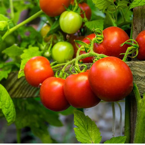 Determinate Vs Indeterminate Tomatoes Know What To Grow