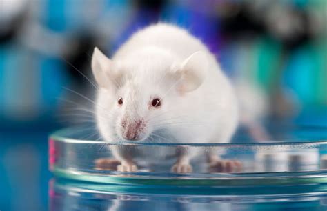 activating certain brain cells slows aging and boosts lifespan in mice