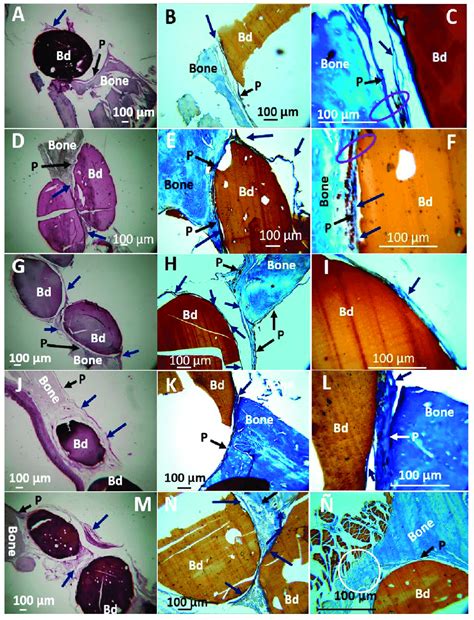 Samples Implanted In The Cranial Bone Defect A C F1 D F F2 Download Scientific Diagram