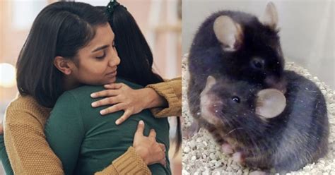 Scientists Find Brain Circuits In Mice That Transmit ‘pleasant Touch Making Hugs Feel So Good