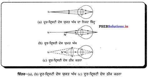 PSEB 10th Class Science Solutions Chapter 11 ਮਨਖ ਅਖ ਅਤ ਰਗ ਬਰਗ