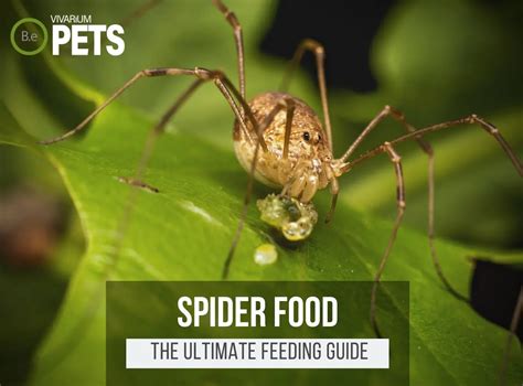 What Do Mantises Eat Best Mantis Food And Feeding Guide
