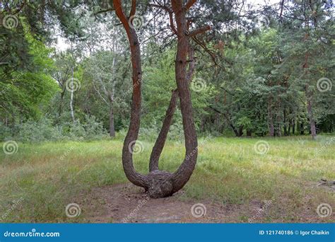Tree Is The Throne Of The Forest King Royalty Free Stock Image