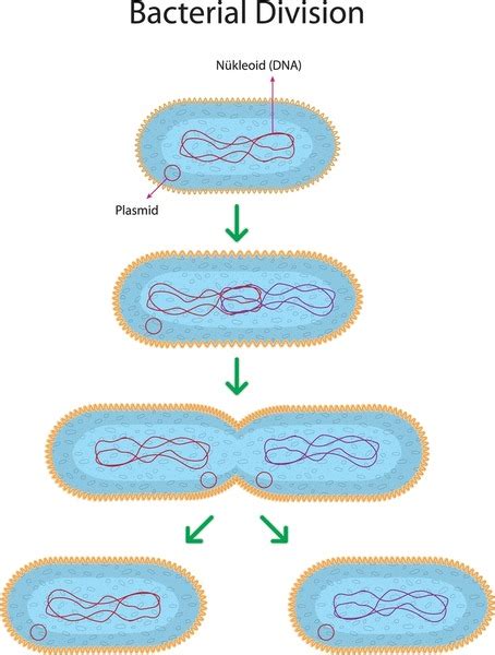 Binary Fission In Bacteria Animation