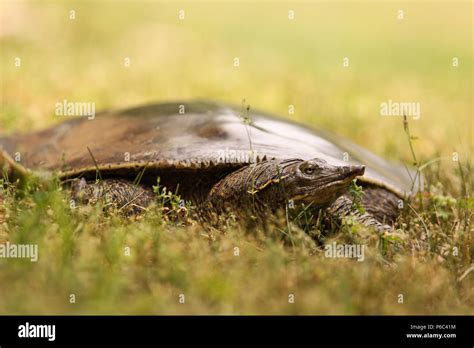 Spiny Softshell Turtle Hi Res Stock Photography And Images Alamy