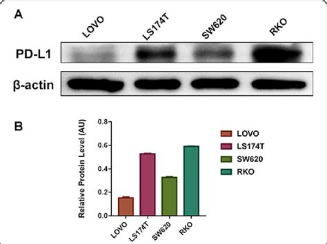 Pd L1 Total Protein Expression Analysis Of Four Crc Cell Lines A Download Scientific Diagram