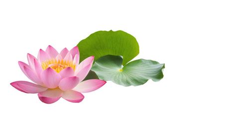 "Symbol Of Purity" Images – Browse 641 Stock Photos, Vectors, and Video | Adobe Stock