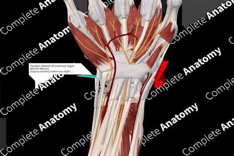 Tendon Sheath Of Extensor Digiti Minimi Manus Complete Anatomy