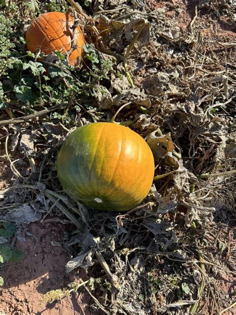 Judd Pumpkin Patch Paragonah Ut