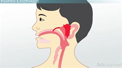 Digestive System Esophagus Function
