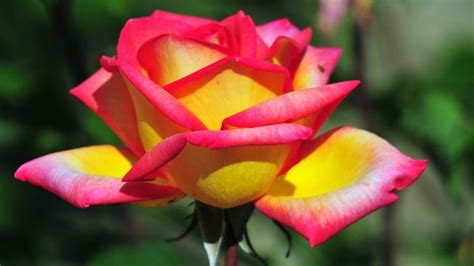 Rose Rosa Significato Significato Fiori Significato Rose Rosa