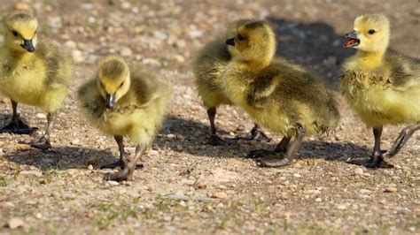 Bag Of Spuds Set — The Hornpipe Brewery