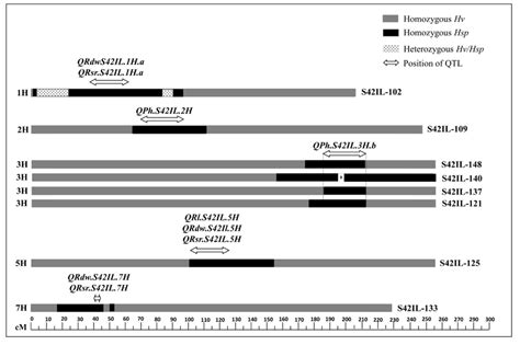 Chromosomal Map Of The Selected Introgression Lines Showing The