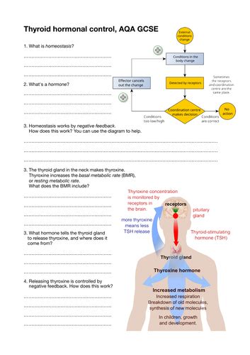 Aqa Thyroid Homeostasis Worksheet 9 1 Gcse Biology Teaching Resources