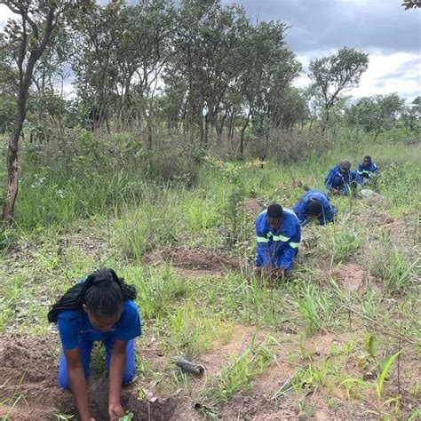 Bagging For Trees Youthure