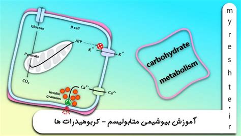 دوره های آموزشی رشته های زیستی و پزشکی مای رشته