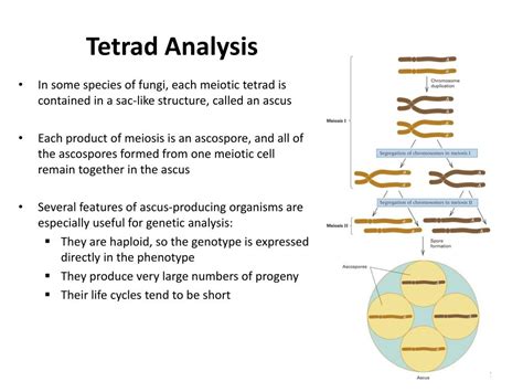 Ppt Bio 2970 Lab 6 Tetrad Analysis Powerpoint Presentation Free