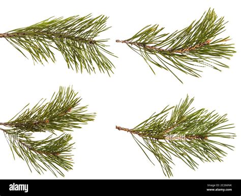 A Branch Of A Pine Tree Isolated On White Set Stock Photo Alamy
