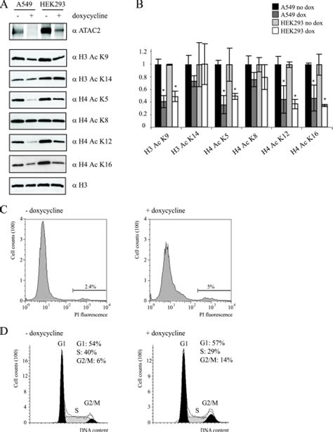The Double Histone Acetyltransferase Complex Atac Is Essential For