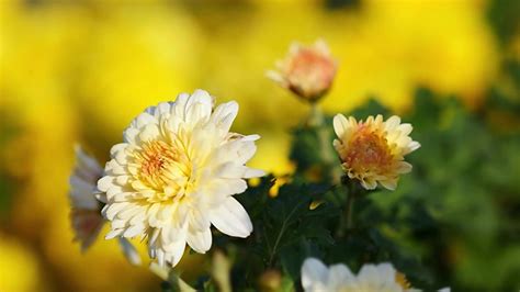 일본어번역기 중국어편지번역 부터 중국소설번역 까지 중국어문서번역을 기가 막히게 잘하는 화랑번역으로 누 적 실 적