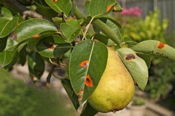 Pear Rust Tips On Identification Control