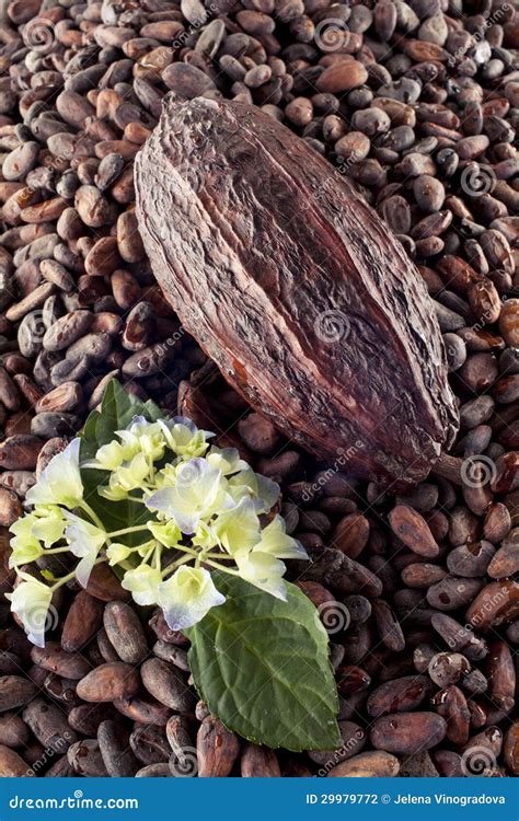 Cocoa Bean On A Beans Background Stock Photo Image Of Cocoa Brown 29979772