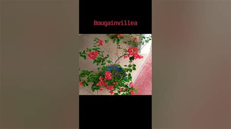ඔබගේ ගෙවත්තෙත් මේ වගේ ලස්සන බෝගන්විලා මල් ගස් තියෙනවද 🌸 Youtube