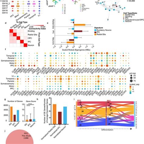 Cell Types In The Developing Human Neocortex Across Cortical Areas A Cell Types In The Developing Human Neocortex Across Cortical Areas A