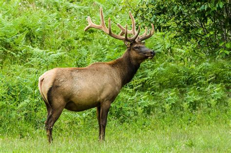 Elk Size Guide How Big Is An Elk