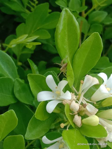 Oxyopes Sertatus From Kaohsiung Tw Kh Tw On August 4 2024 At 08 23 Am By 余世文 · Inaturalist