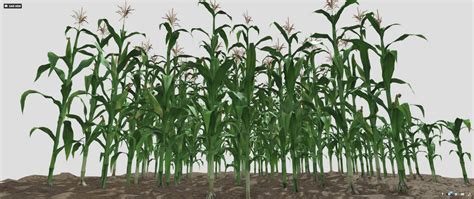 Corn Field Field 3d Model By Buncic