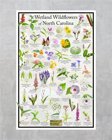 Wetland Wildflowers Of North Carolina Flower Identification Poster