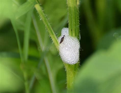 Spittlebug Foam On Wild Plant Stock Image Image Of Surrounding