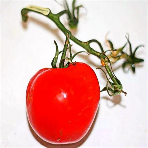 Tomato Detection Object Detection Dataset V4 2023 03 07 9 41pm By