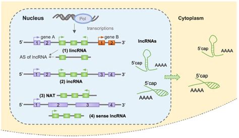 Long Non Coding Rnas Of Plants In Response To Abiotic Stresses And Their Regulating Roles In