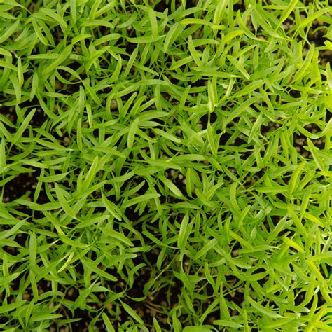 Buy Chervil By Kings Seeds Online Kings Seeds Nz